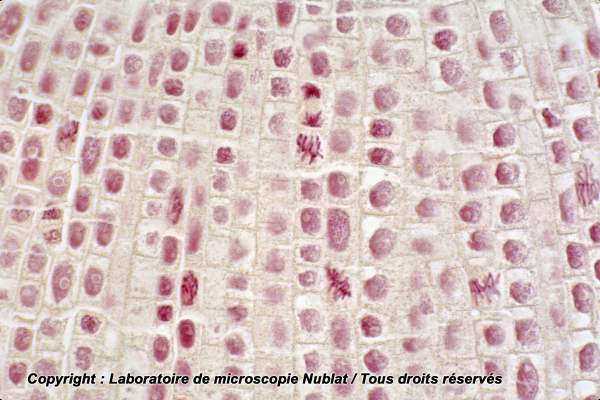 Mitoses, méristème racinaire terminal, Jacinthe, CL, HF