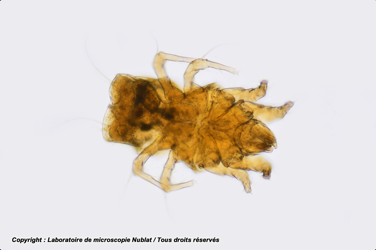 Araignée rouge, Tétranychus telarius, CN