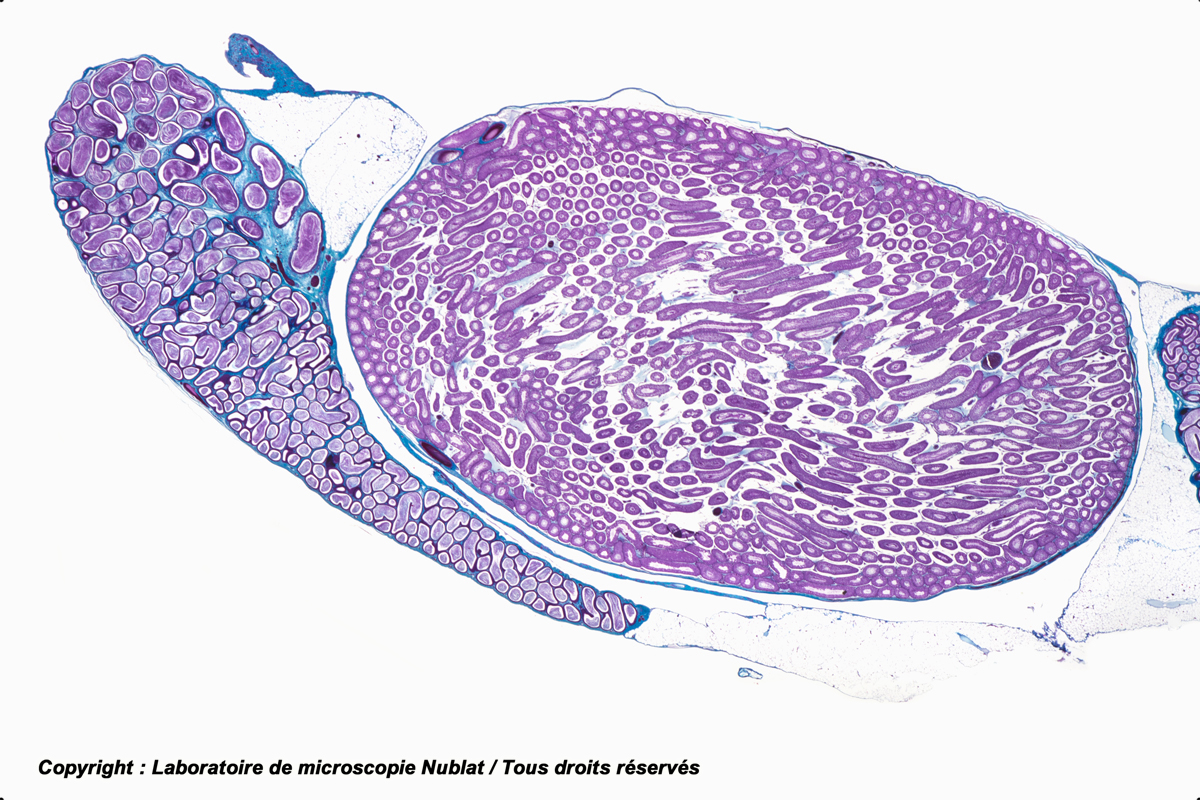 Testicule, Rat, cellules interstitielles, avec épididyme, CL, T