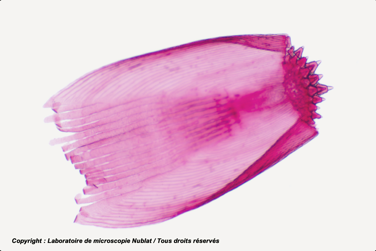 Ecaille de poisson, type cténoïde, Sole, CBA