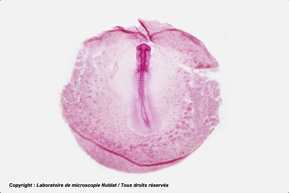 Embryon de Poulet in toto, 33 h., CBA
