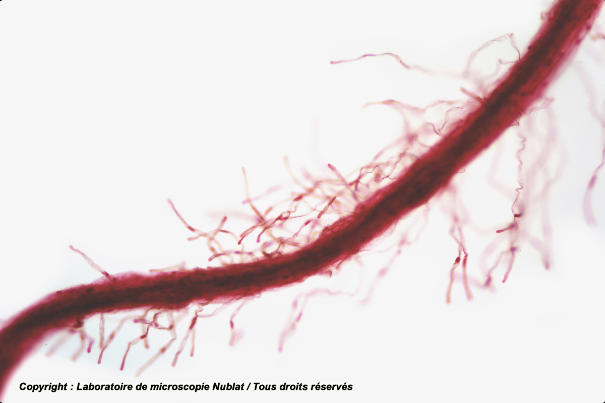 Poils absorbants, racine de Pavot, CBA