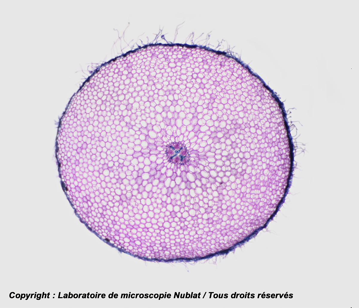 Poils absorbants CL, sur racine CT, CV
