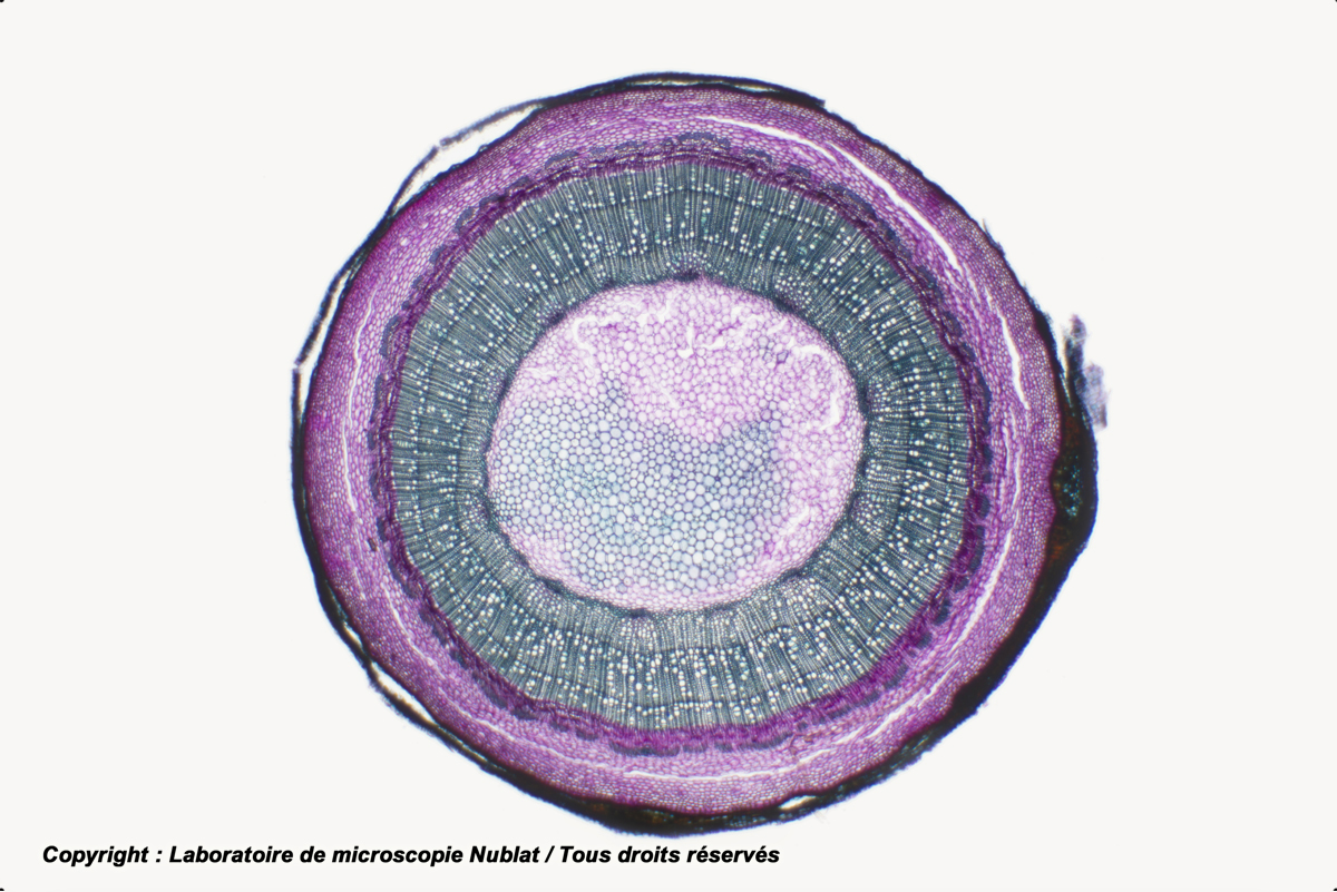 Tige de Marronnier, formation du Suber (liège), CT, CV