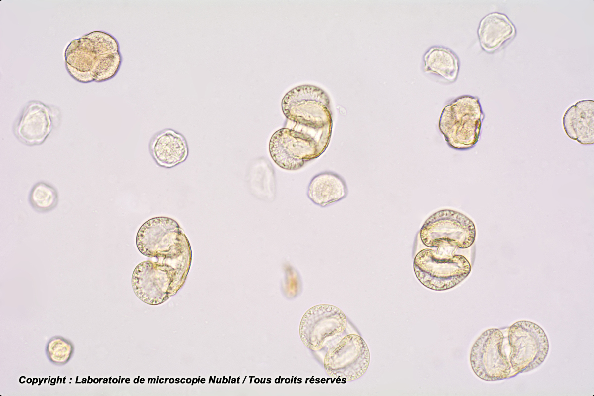 Grains de pollen, (Pin, Callune, Orme...), CN