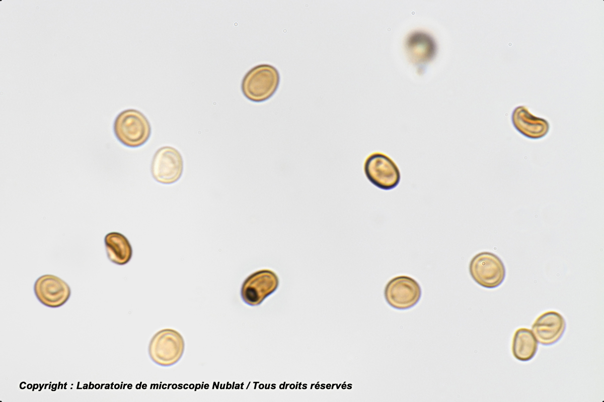 Spores de champignon, CN