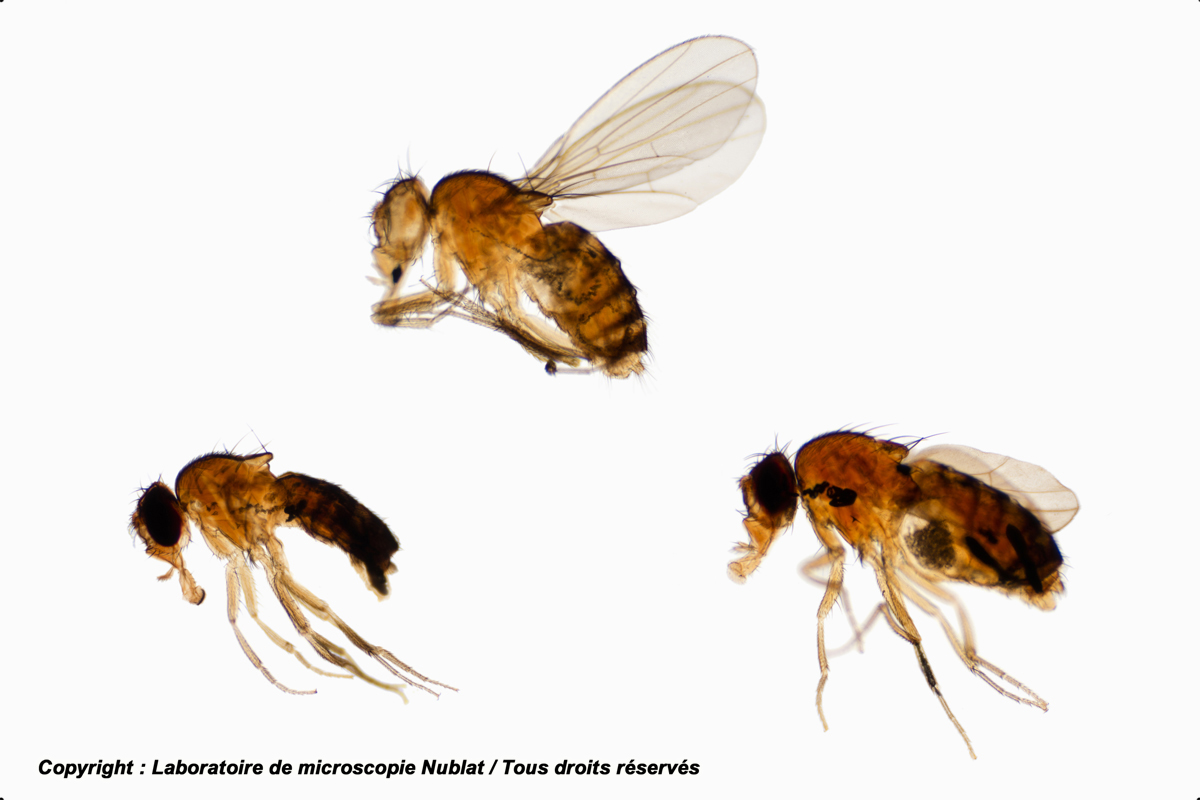 Drosophile, imago, mâle ou femelle, CN