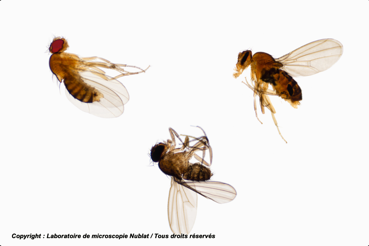 Drosophile, imago, mâle ou femelle, CN